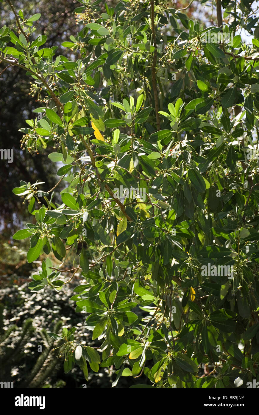 Drimys winteri, Canelo Stock Photo - Alamy