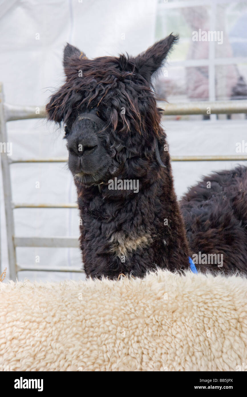 South american alpacas hi-res stock photography and images - Alamy