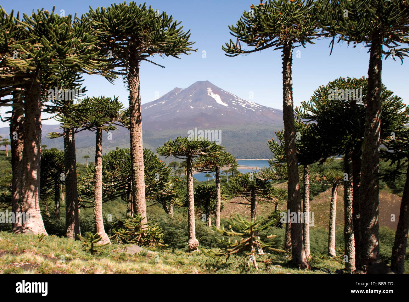 Conguillio National Park, Chile Stock Photo - Alamy
