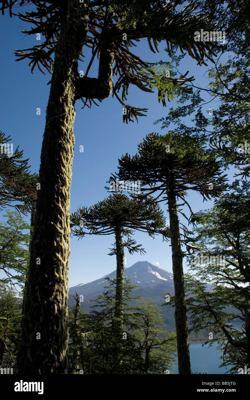 Araucaria forest, Chile Stock Photo - Alamy