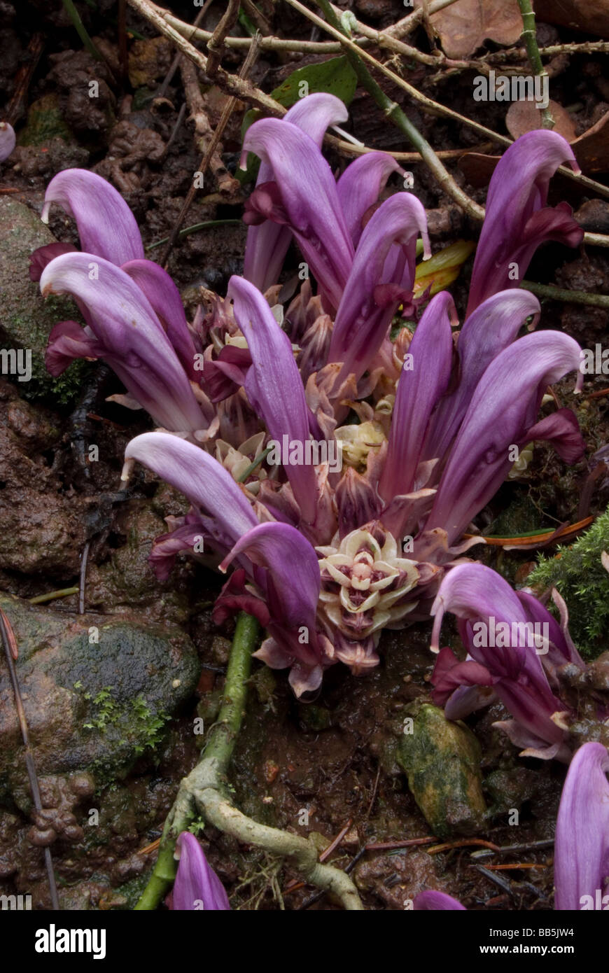 Purple toothwort, Lathraea clandestina Stock Photo - Alamy
