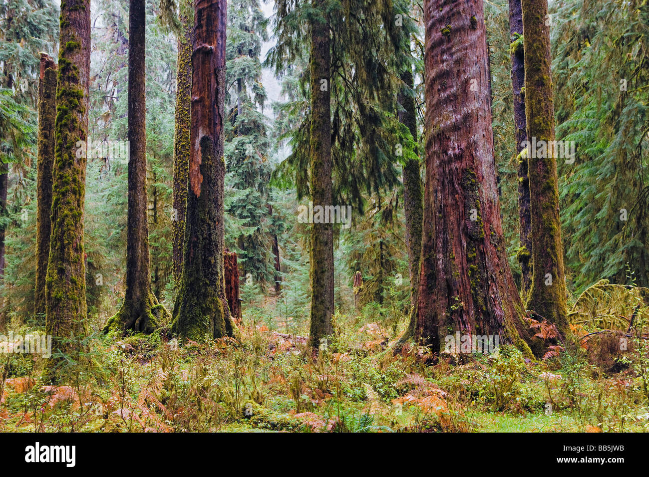 Hoh rain forest olympic national park hi-res stock photography and ...
