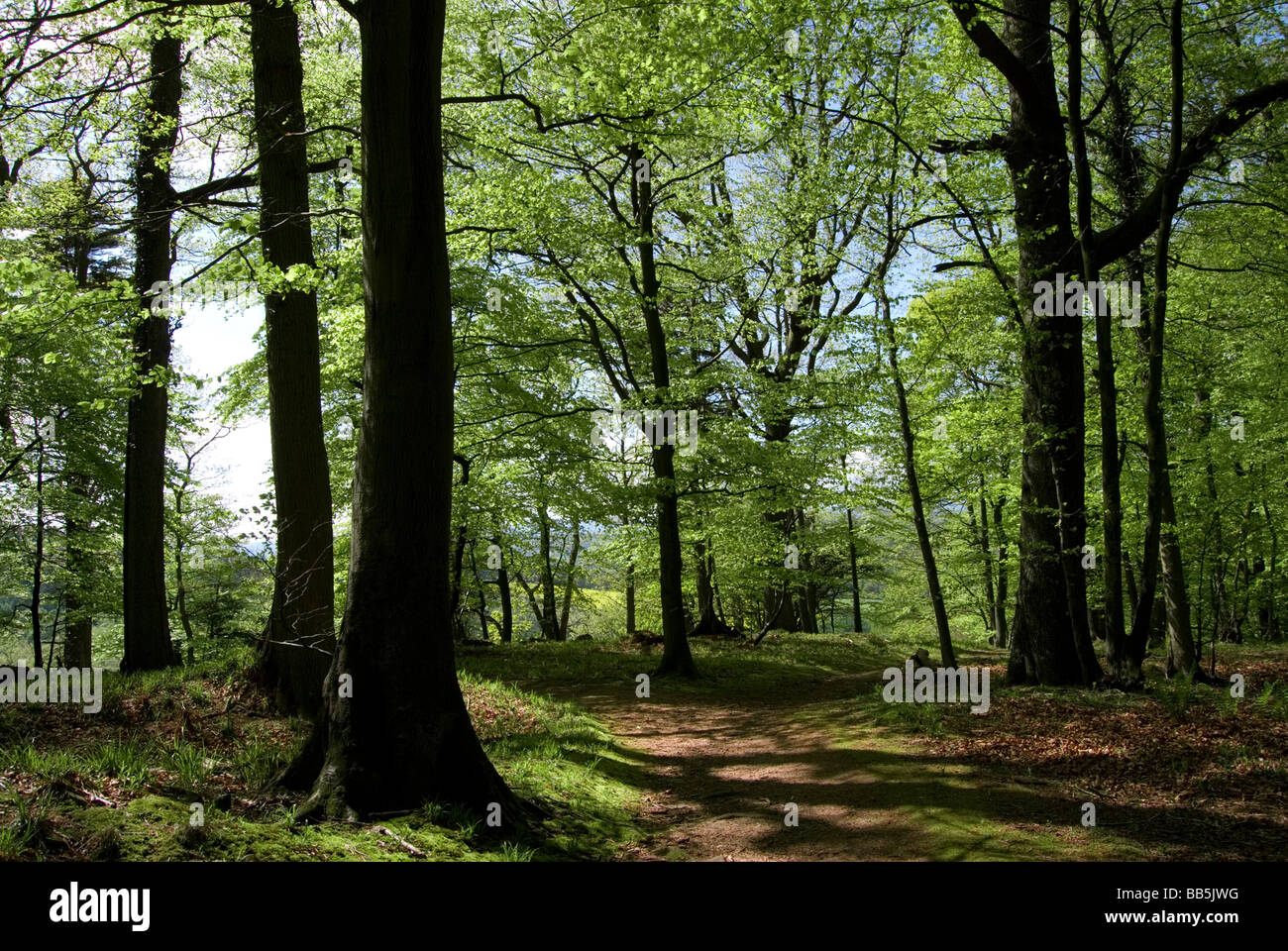 Highmeadow woods hi-res stock photography and images - Alamy