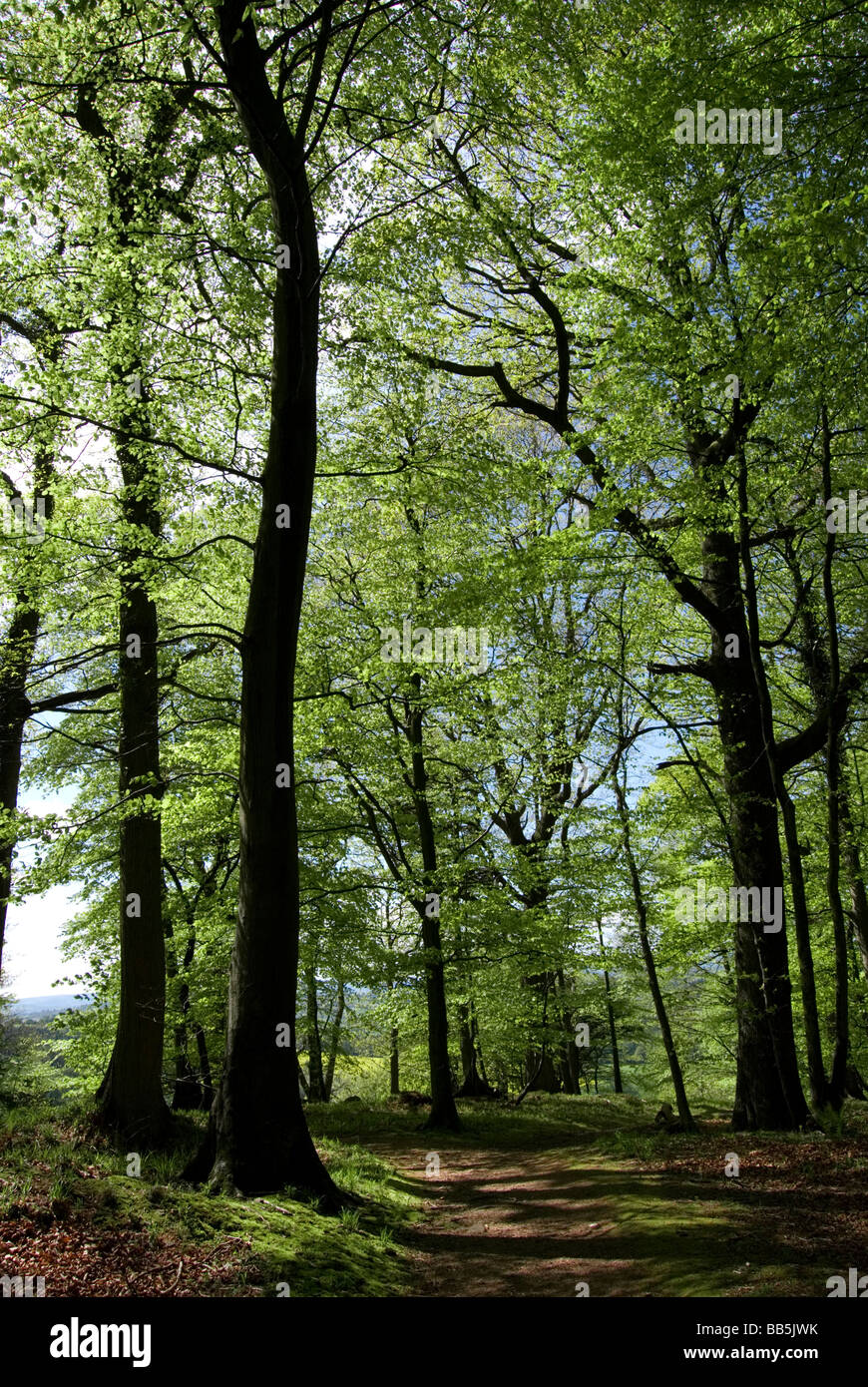 Highmeadow woods hi-res stock photography and images - Alamy