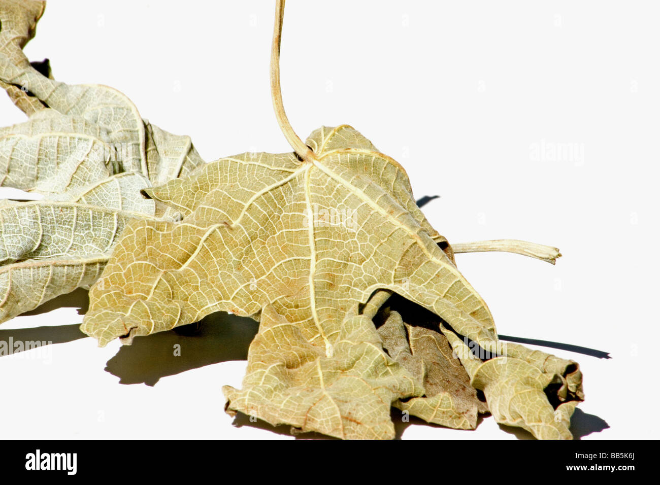 Dried fig leaves close-up Stock Photo - Alamy