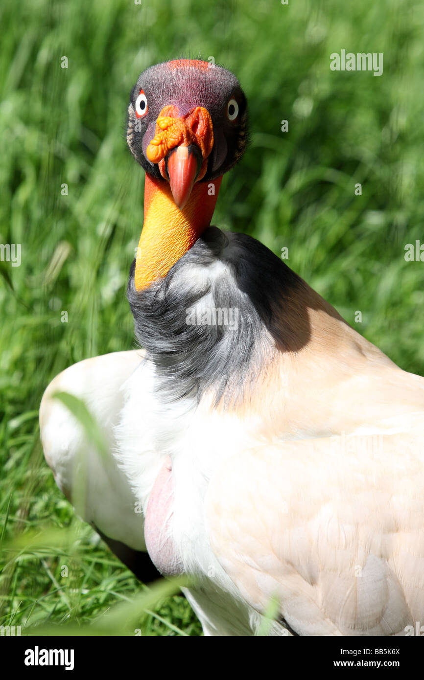 Caruncle skin hi-res stock photography and images - Alamy