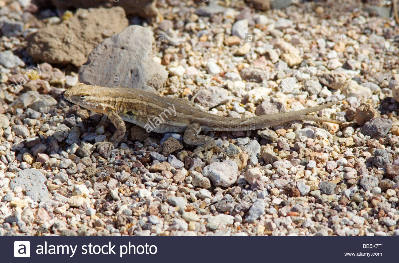 Forked Tail High Resolution Stock Photography and Images - Alamy