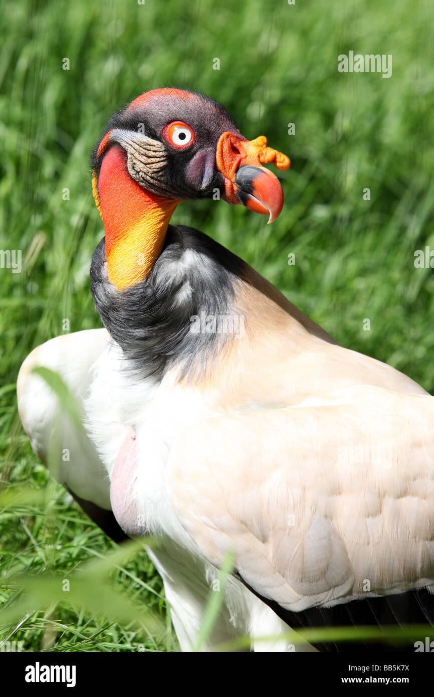 Caruncle skin hi-res stock photography and images - Alamy