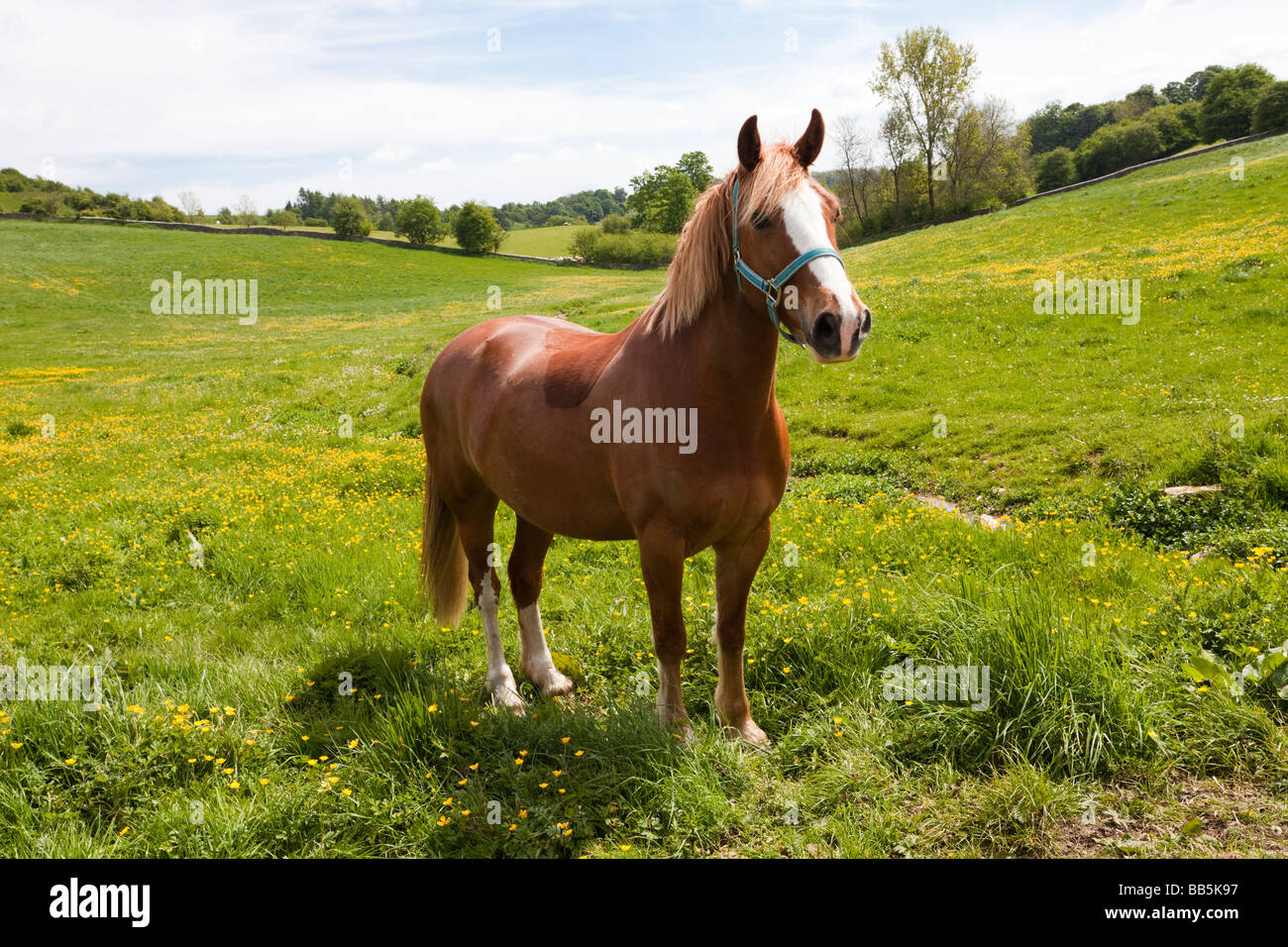A horse in a Cotswold valley meadow in early summer at Newington ...