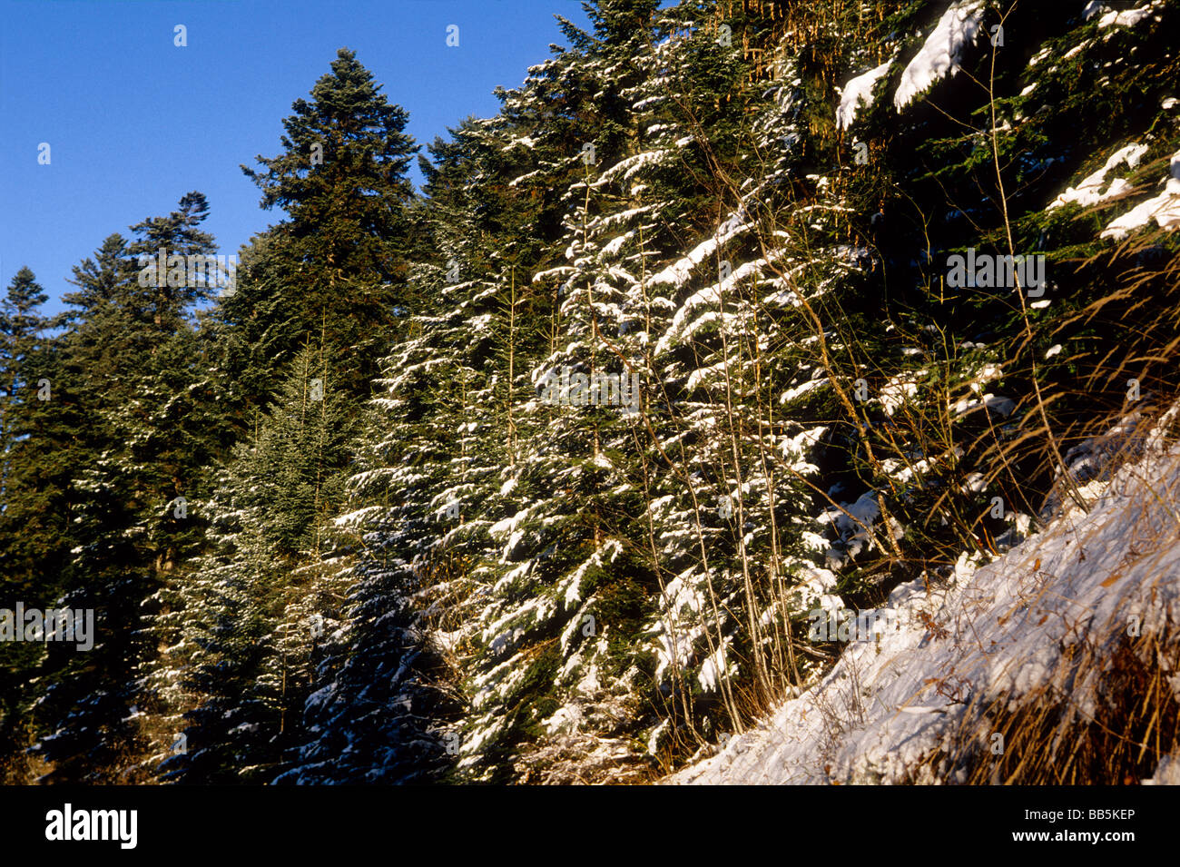 Winter pine tree Stock Photo - Alamy