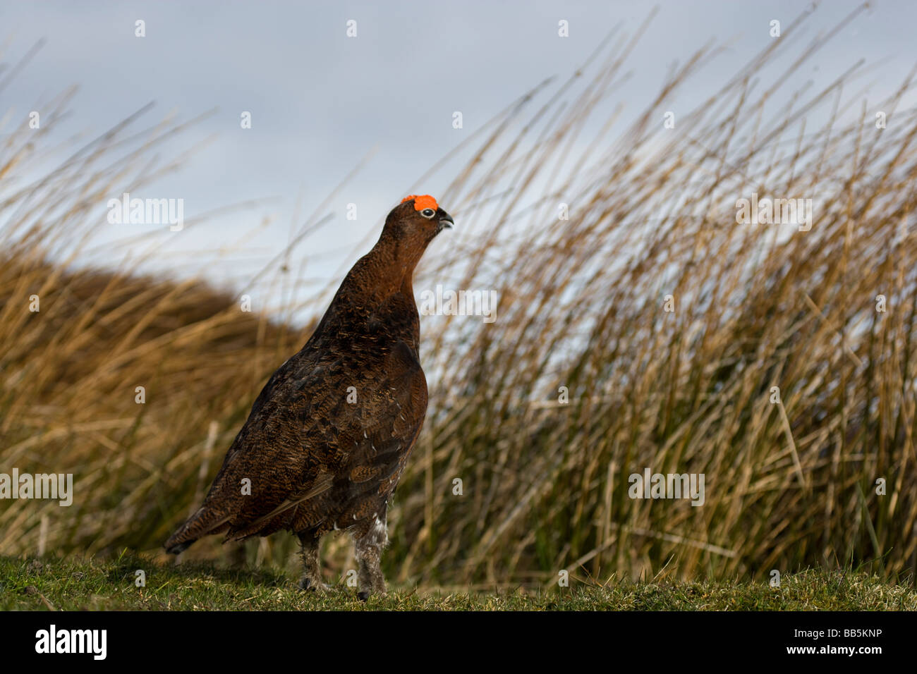 Red Grouse Lagopus lagopus UK British Isles Stock Photo - Alamy