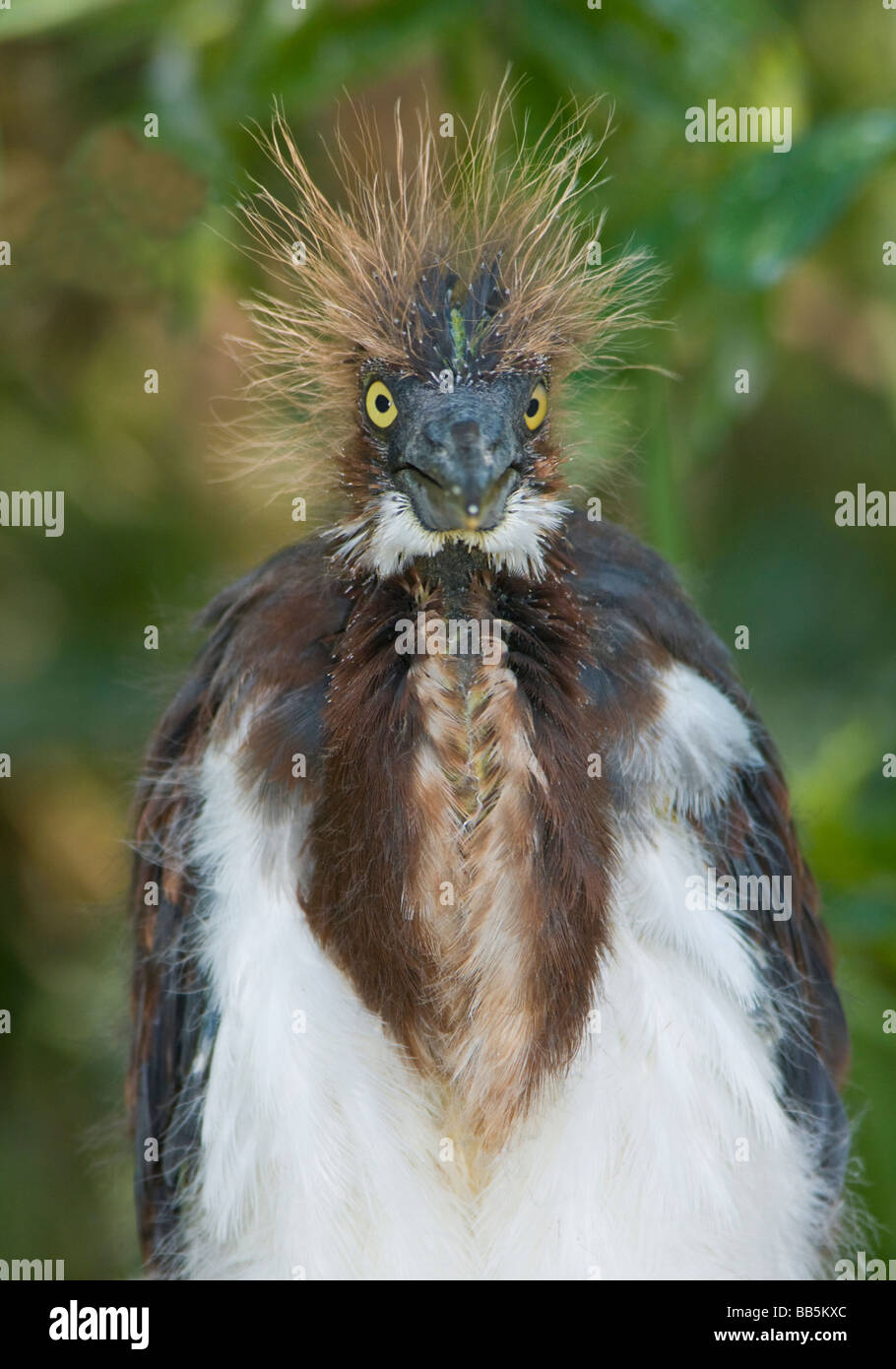 Juvenile tricolored heron hi-res stock photography and images - Alamy