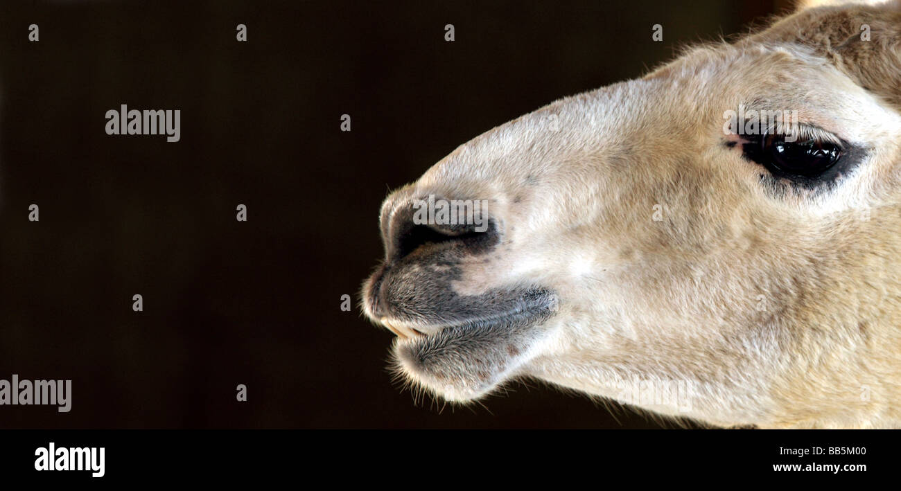 Profile llama animal head hi-res stock photography and images - Alamy