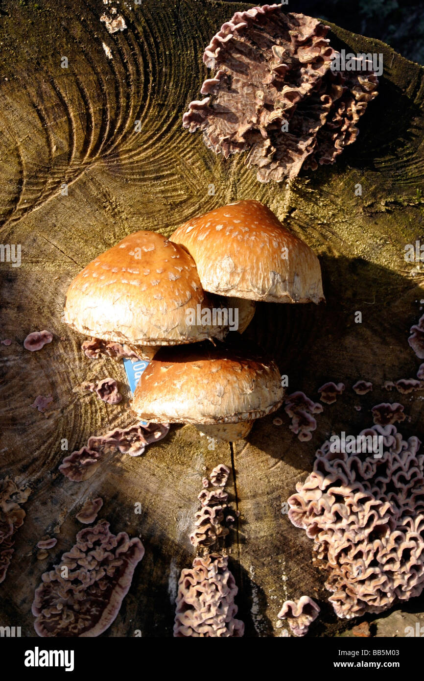 Fungus growing naturally on tree Stock Photo - Alamy