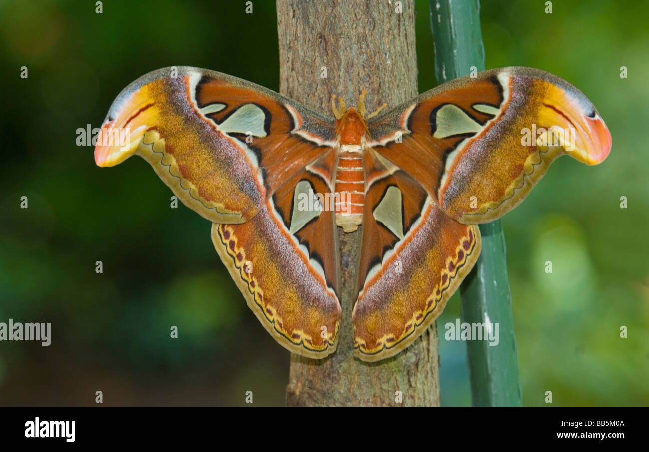 Atlas moth hi-res stock photography and images - Alamy