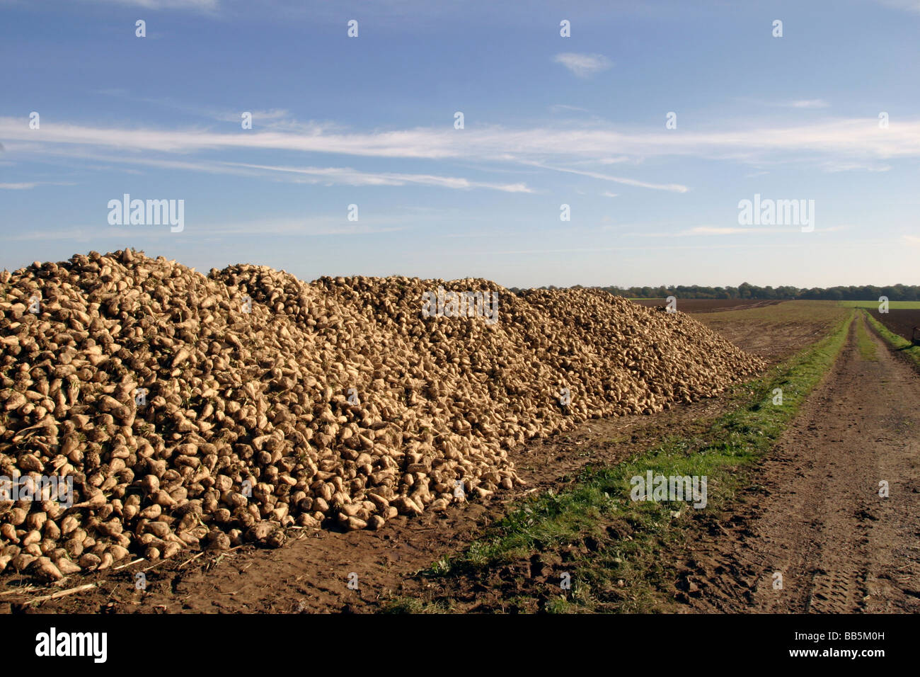 Root pile hi-res stock photography and images - Alamy