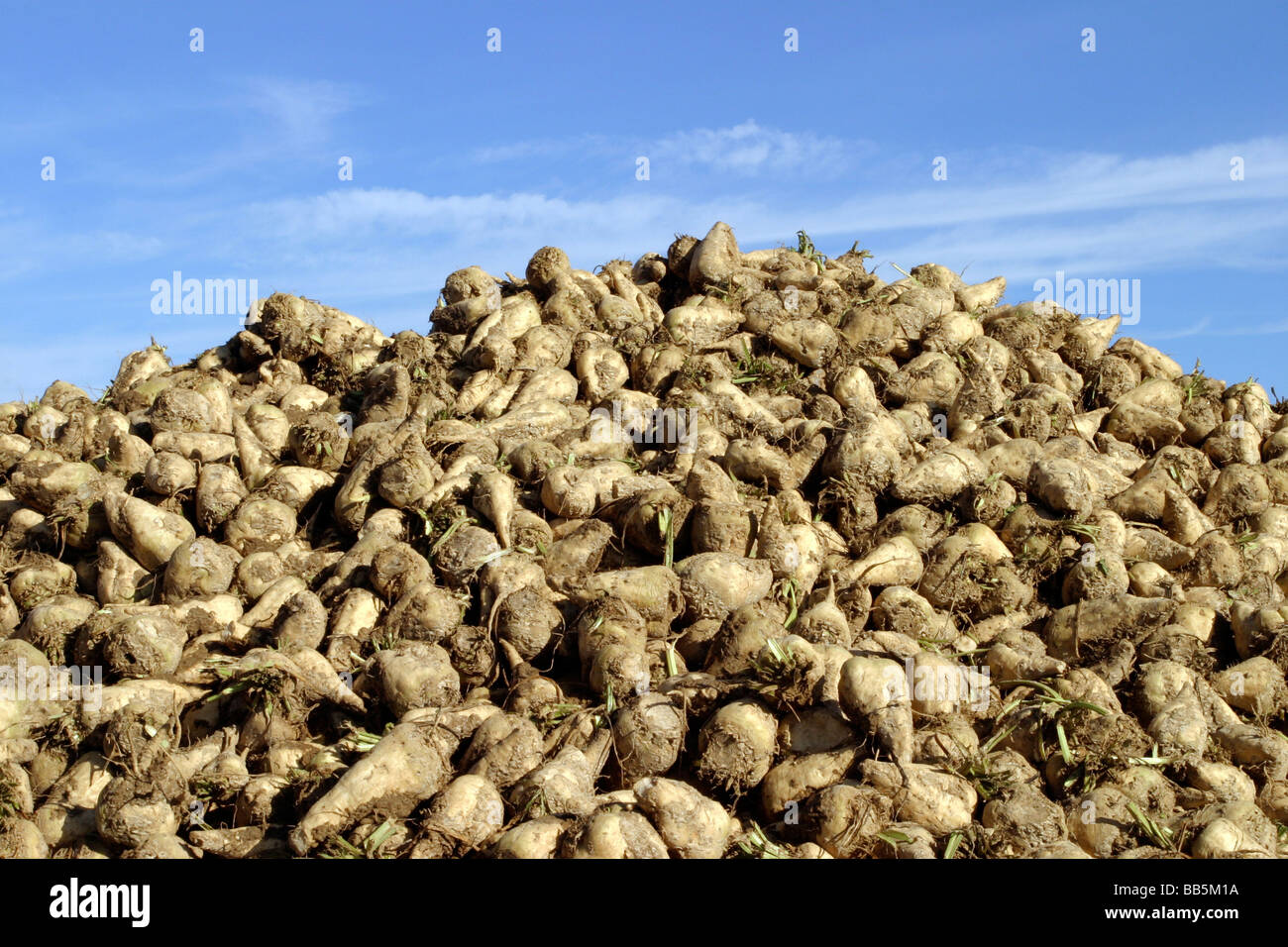 Pile of harvested root vegetables in a field Stock Photo - Alamy