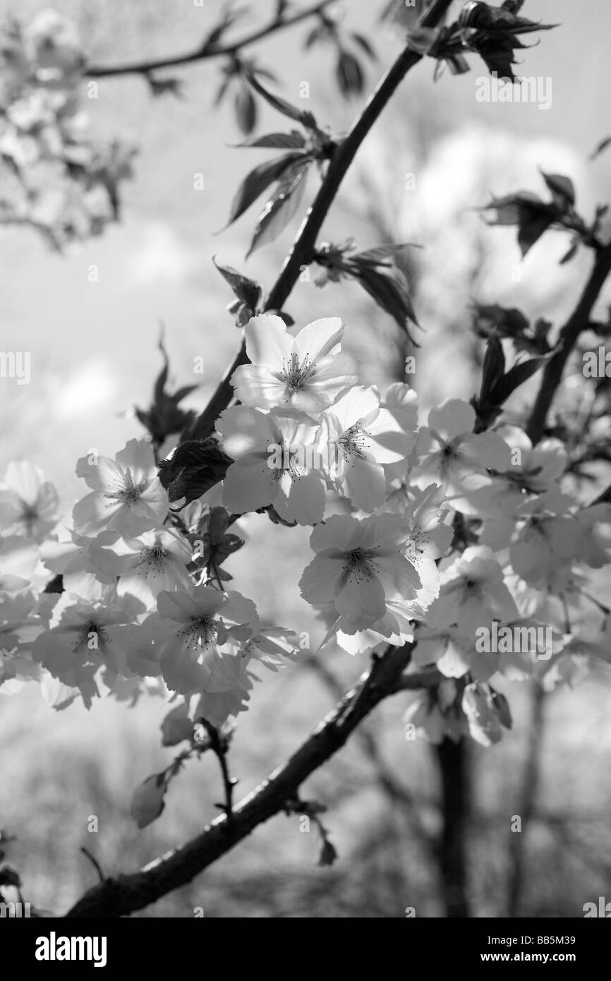Cherry tree blossom Black and White Stock Photos & Images - Alamy