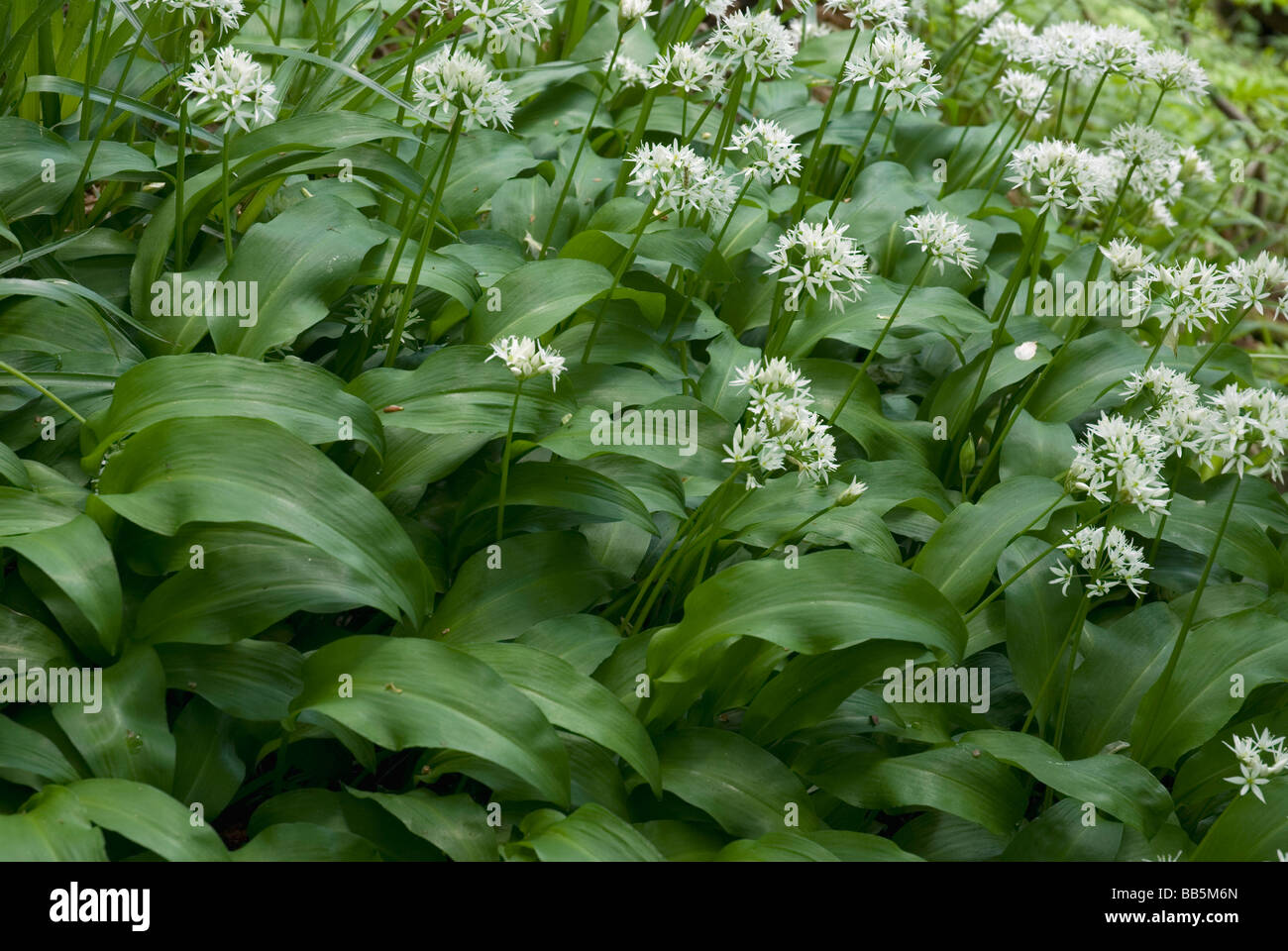 Ramsons wild garlic hi-res stock photography and images - Alamy