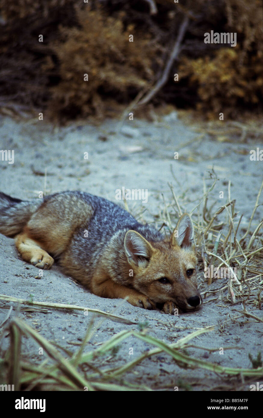 Mammals;Patagonian Red Fox;'Dusicyon culpaecus';Adult lying in a ...