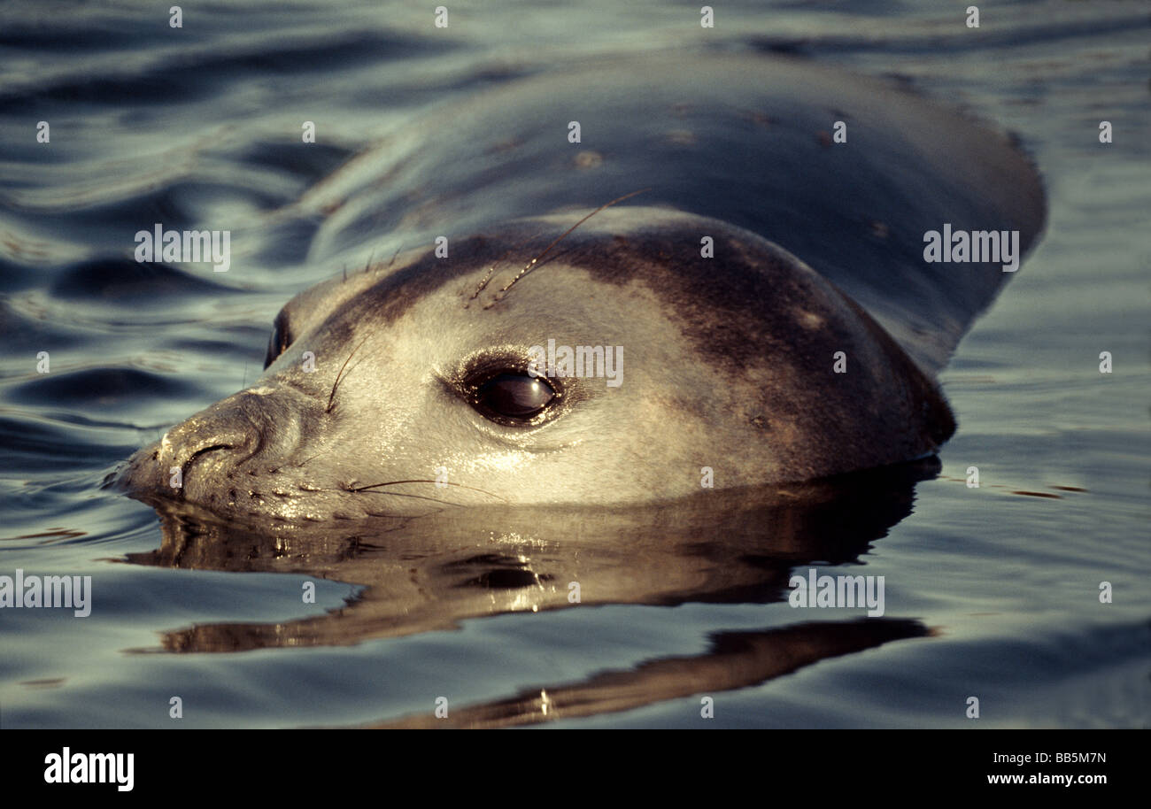 Southern sea elephants hi-res stock photography and images - Alamy