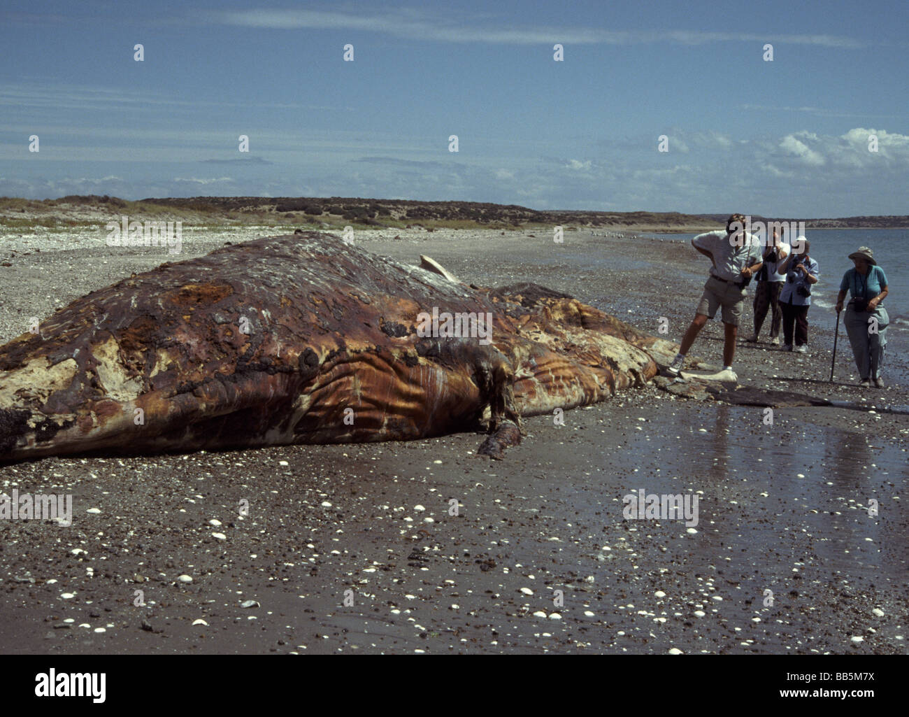 Mammals;Southern Right Whale;'Balaena australis';Decomposing body of a ...