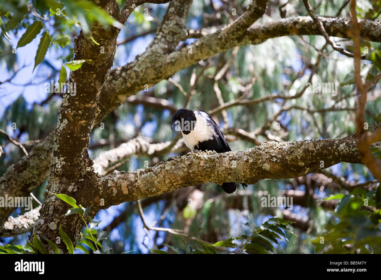 Pied Crow in a tree at Dedza, Malawi, Africa Stock Photo - Alamy