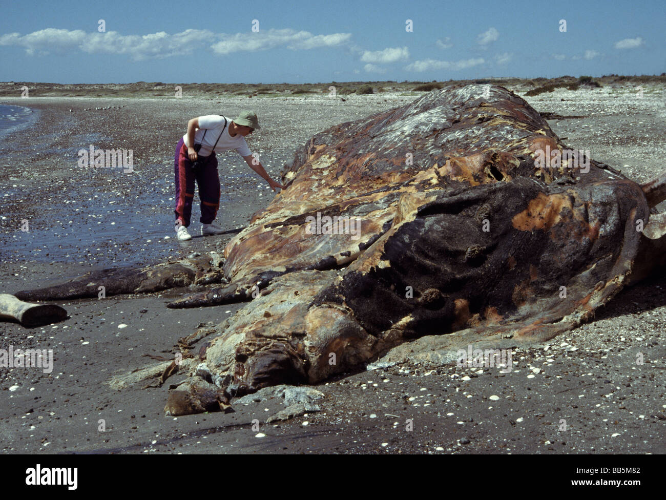 Mammals;Southern Right Whale;'Balaena australis';Decomposing body of a ...