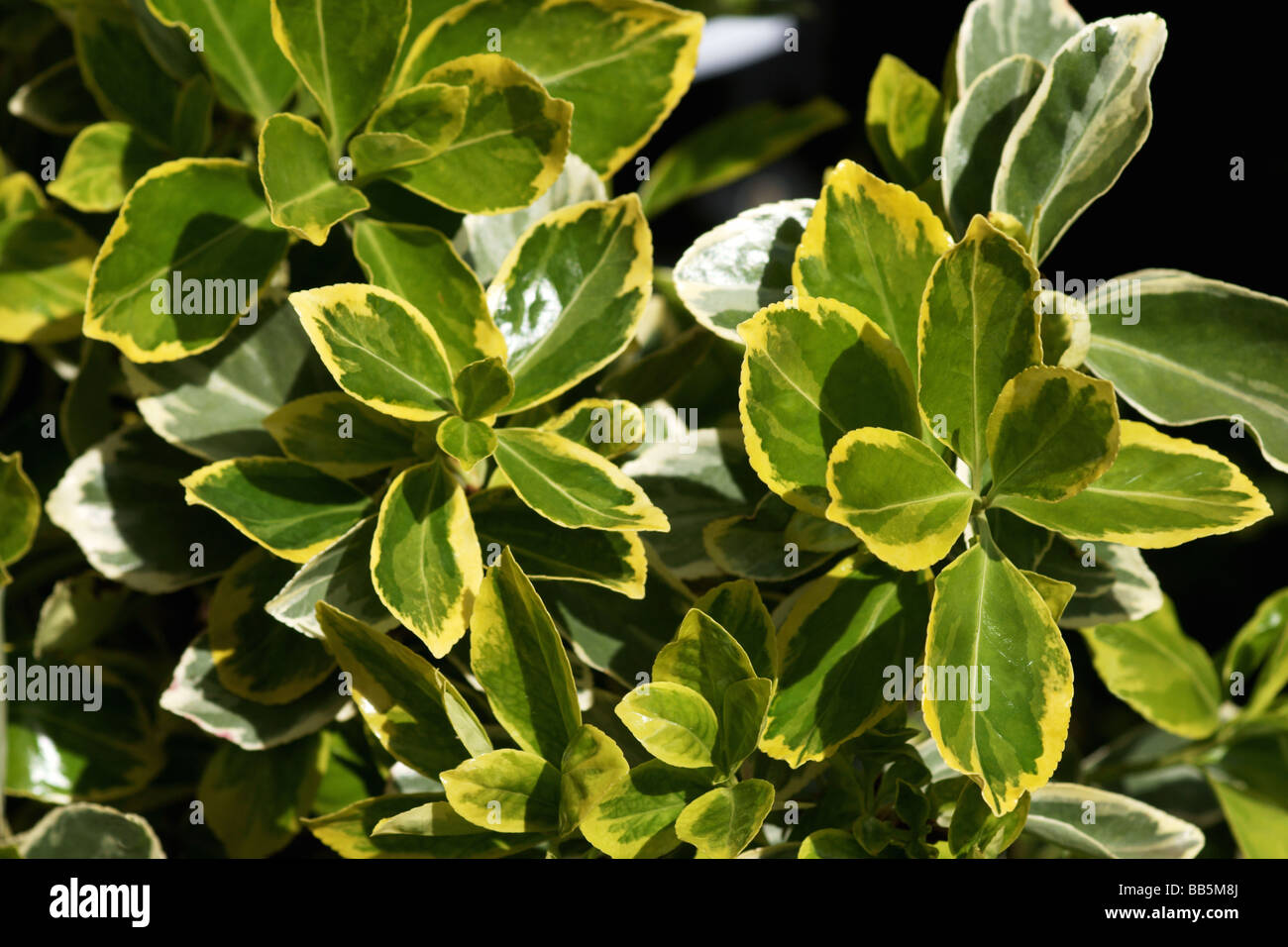 Plante Fusain Euonymus Fortunei 'Emerald 'n Gold' Kardinaalsmuts