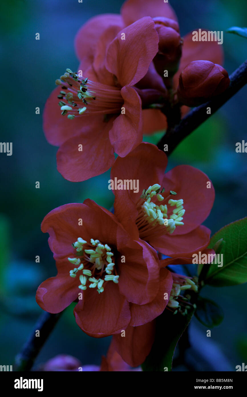 Plants;Shrubs;Japanese Quince;'Chaenomeles speciosa';cv.Crown of Gold ...