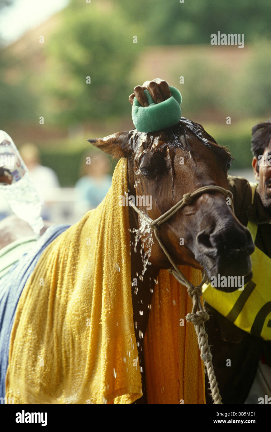 Horse being cooled down hi-res stock photography and images - Alamy