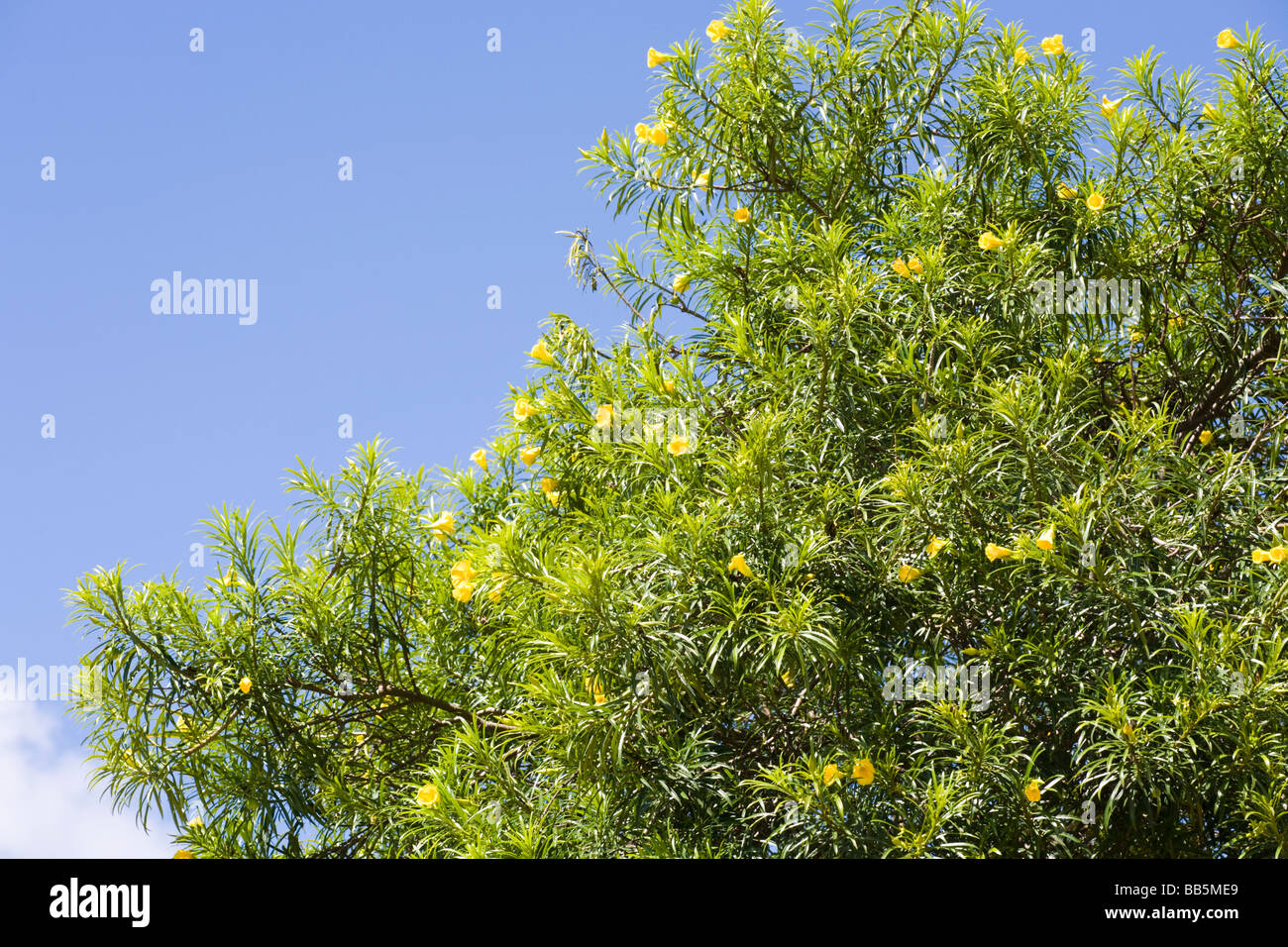 African tree hi-res stock photography and images - Alamy