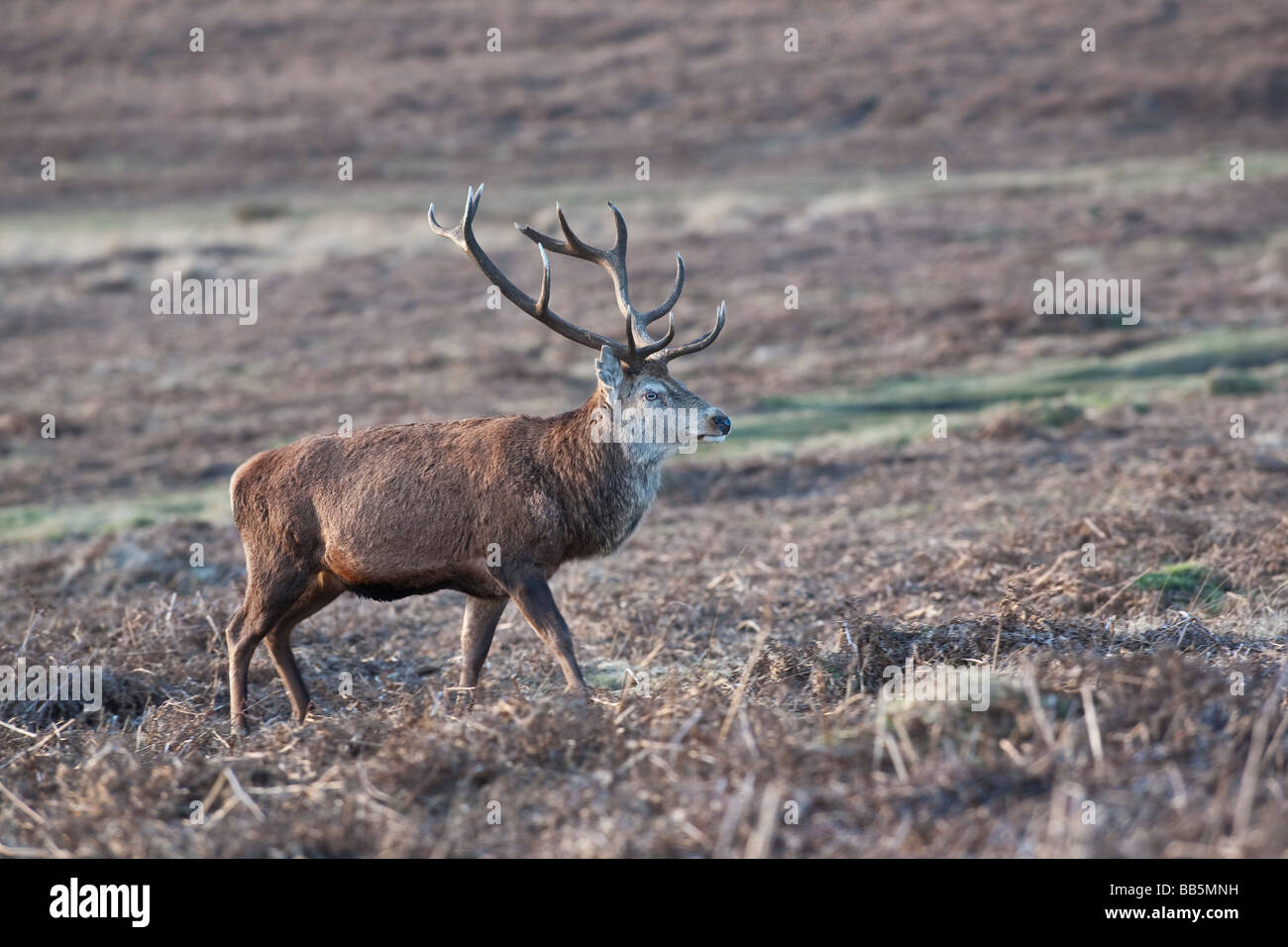 Majestic red deer walking hi-res stock photography and images - Alamy