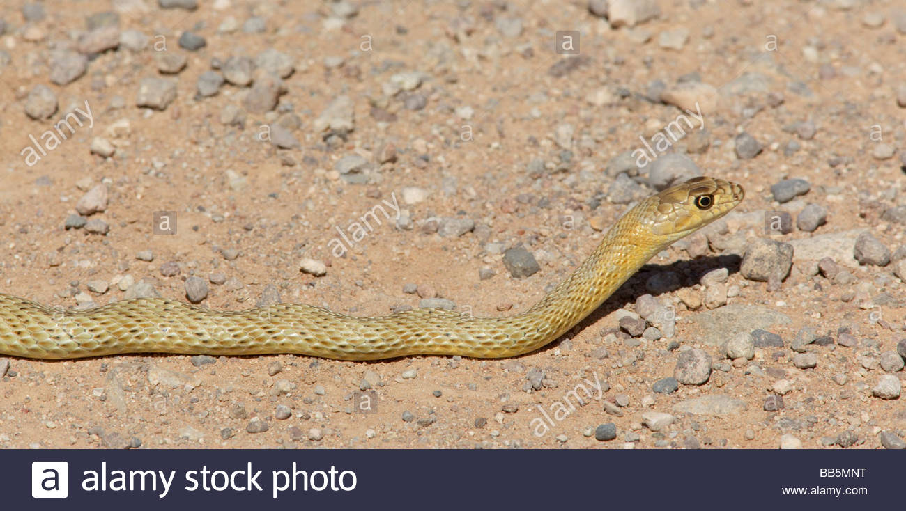 Masticophis High Resolution Stock Photography and Images - Alamy