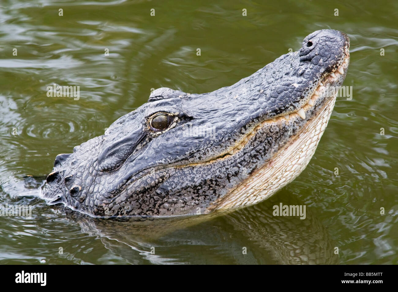 Awesome alligator hi-res stock photography and images - Alamy
