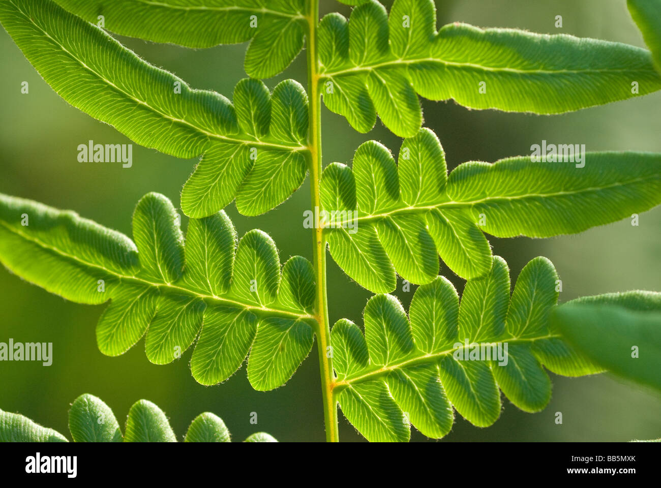 close-up of a spring fern with backlighting Stock Photo - Alamy