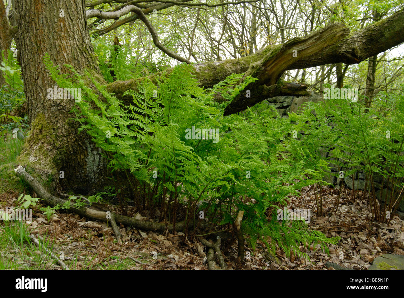 Ferns growing at the base of a tree in a Lancashire woodland Stock ...