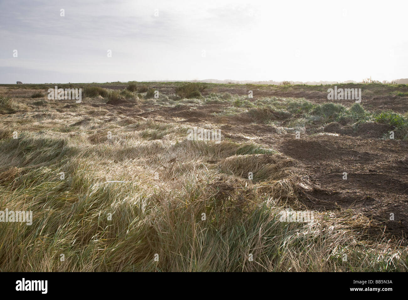 UK, Norfolk, field of grass Stock Photo - Alamy