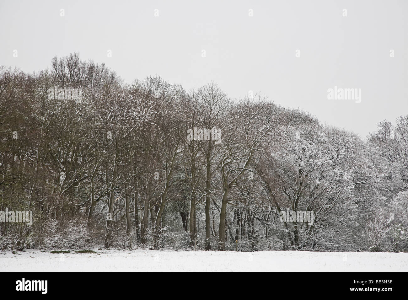 UK, snowy field and forest Stock Photo - Alamy