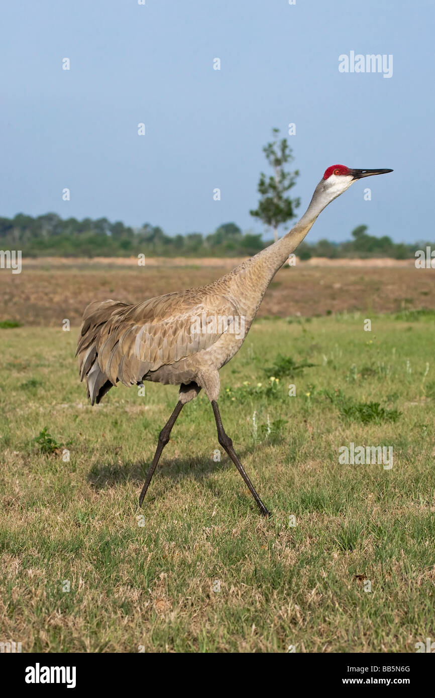 Florida Sandhill Crane Stock Photo - Alamy