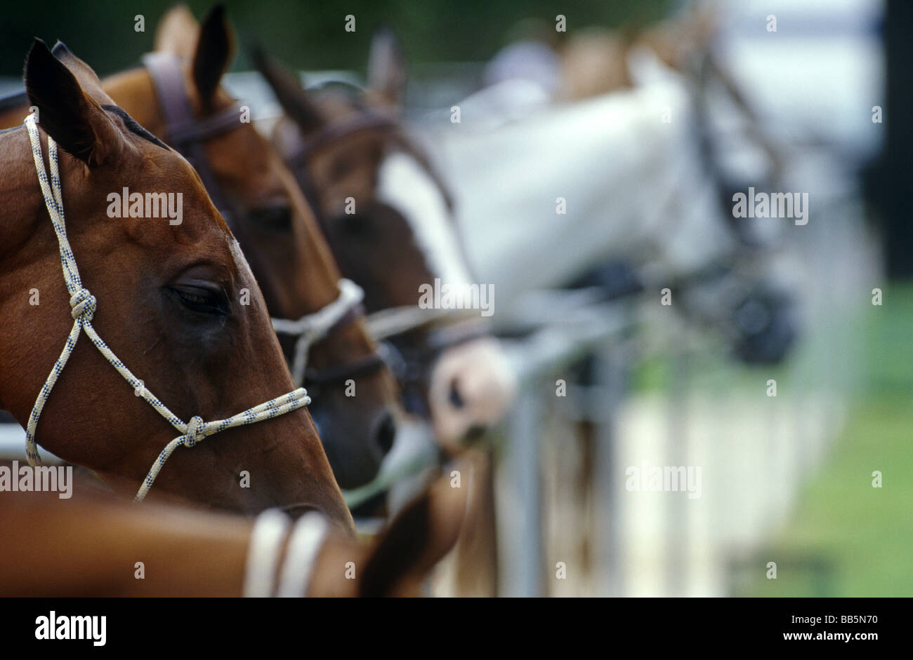 Polo Pony lines Stock Photo - Alamy