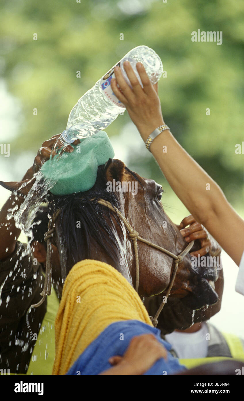 Horses cooling down hi-res stock photography and images - Alamy