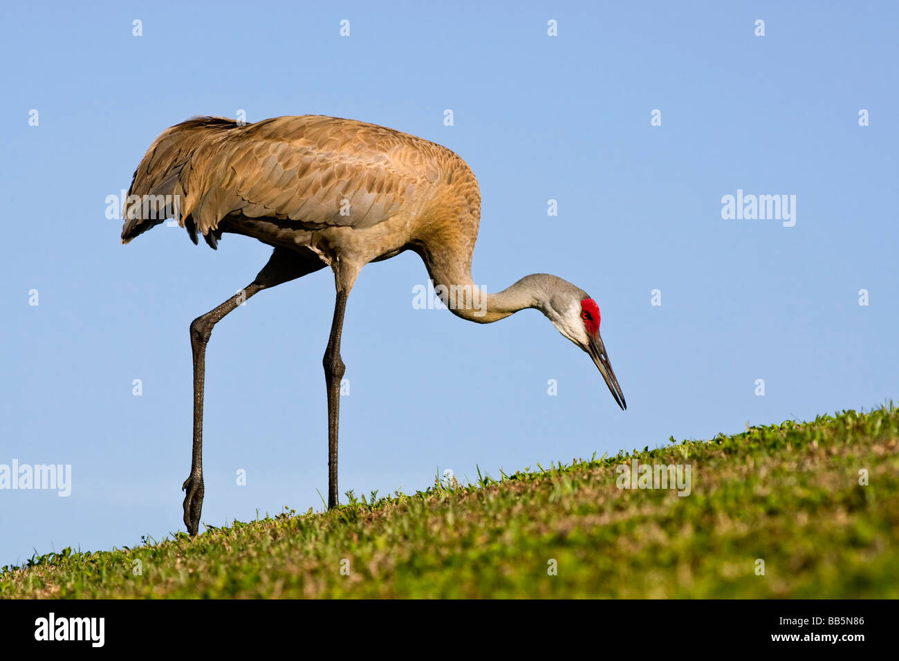 Crane Feeding High Resolution Stock Photography and Images - Alamy