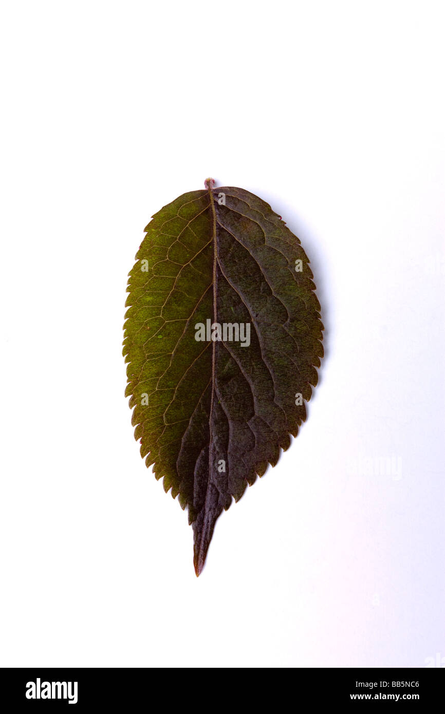 Tree Leaf Cut out Studio Image Stock Photo - Alamy