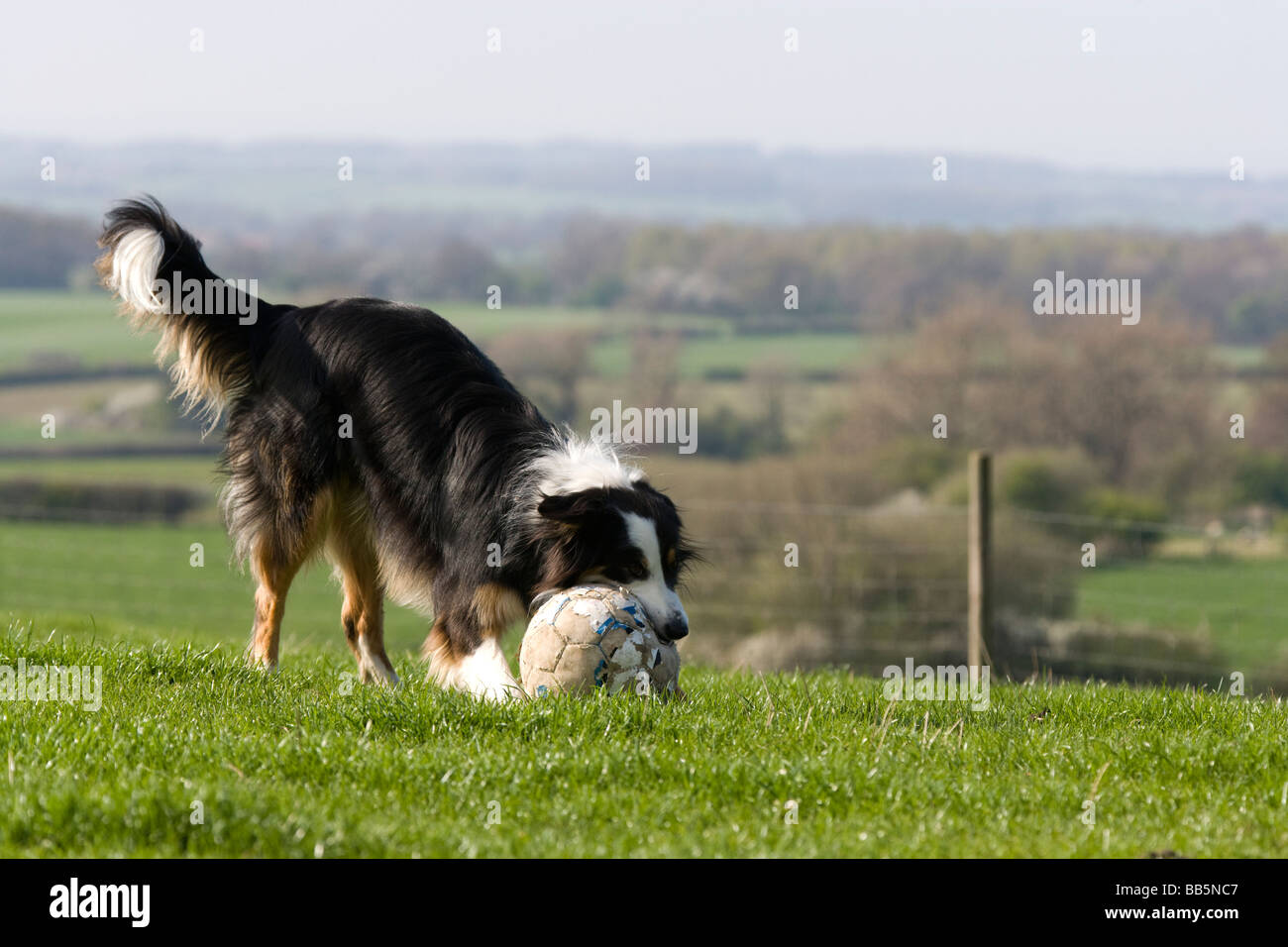 Border Collie Sheepdog Stock Photo - Alamy