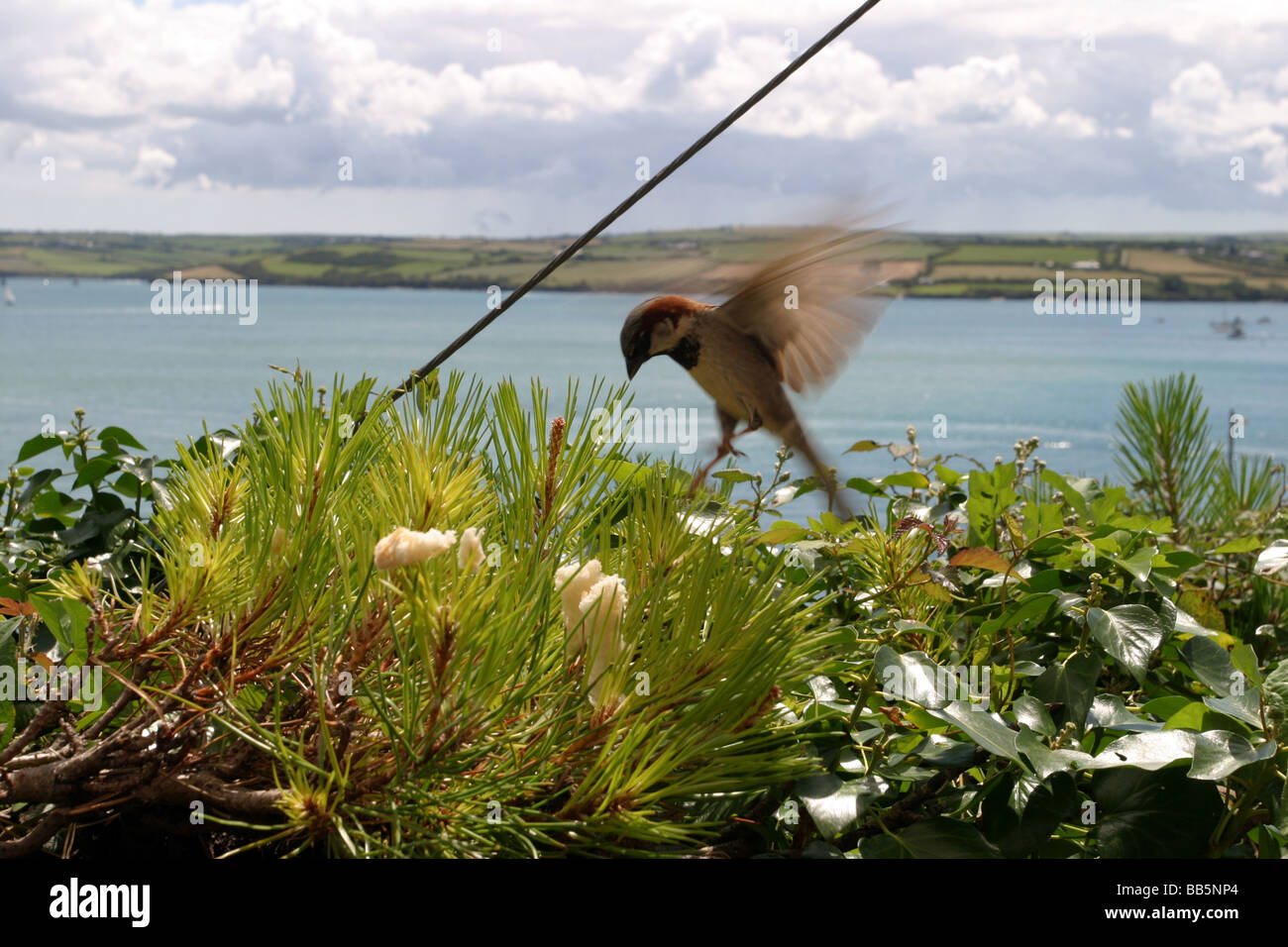Bird landing on a bush hi-res stock photography and images - Alamy