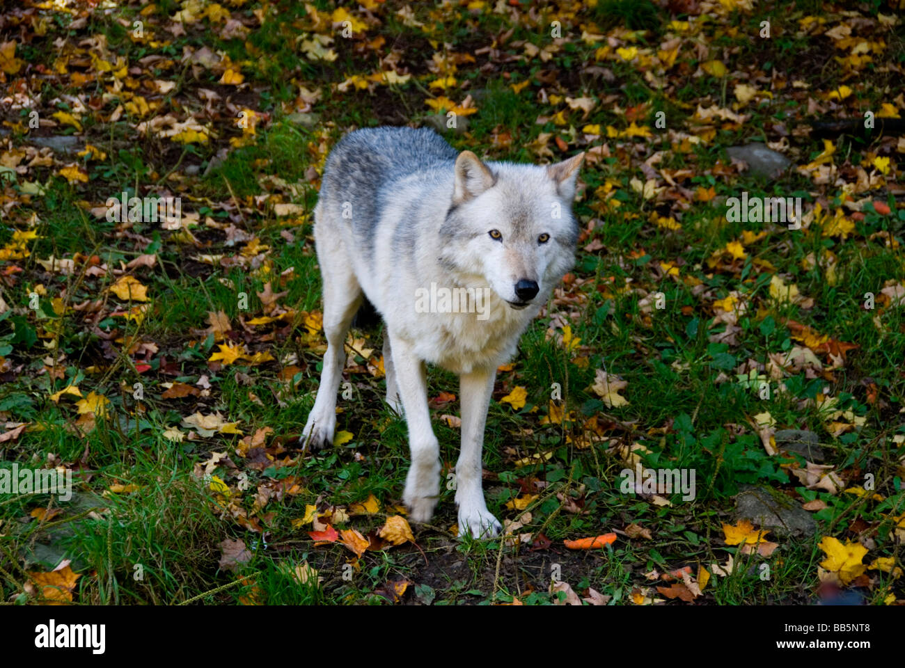 Wolf nose hi-res stock photography and images - Alamy