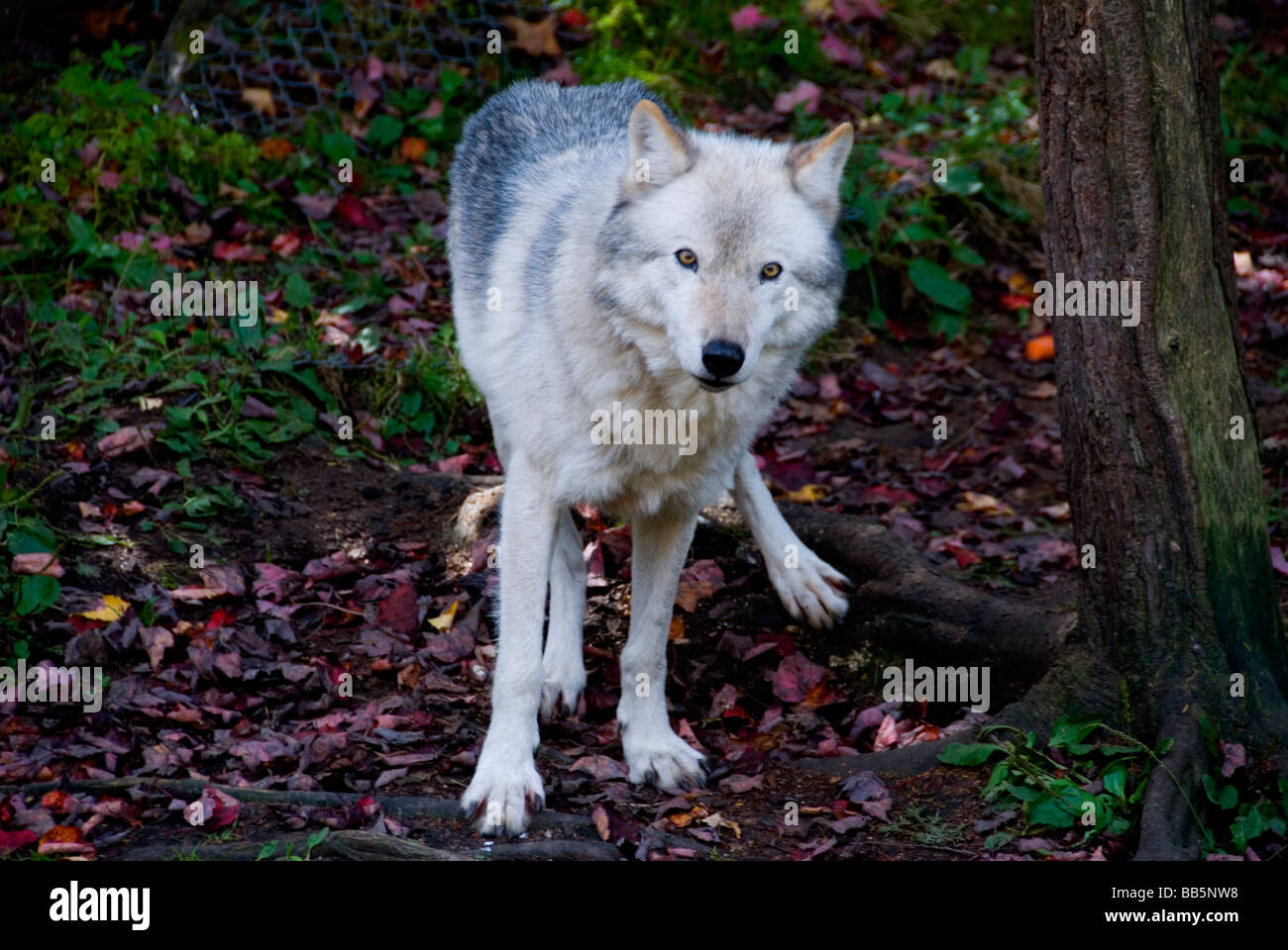 Grey wolf mountain hi-res stock photography and images - Alamy