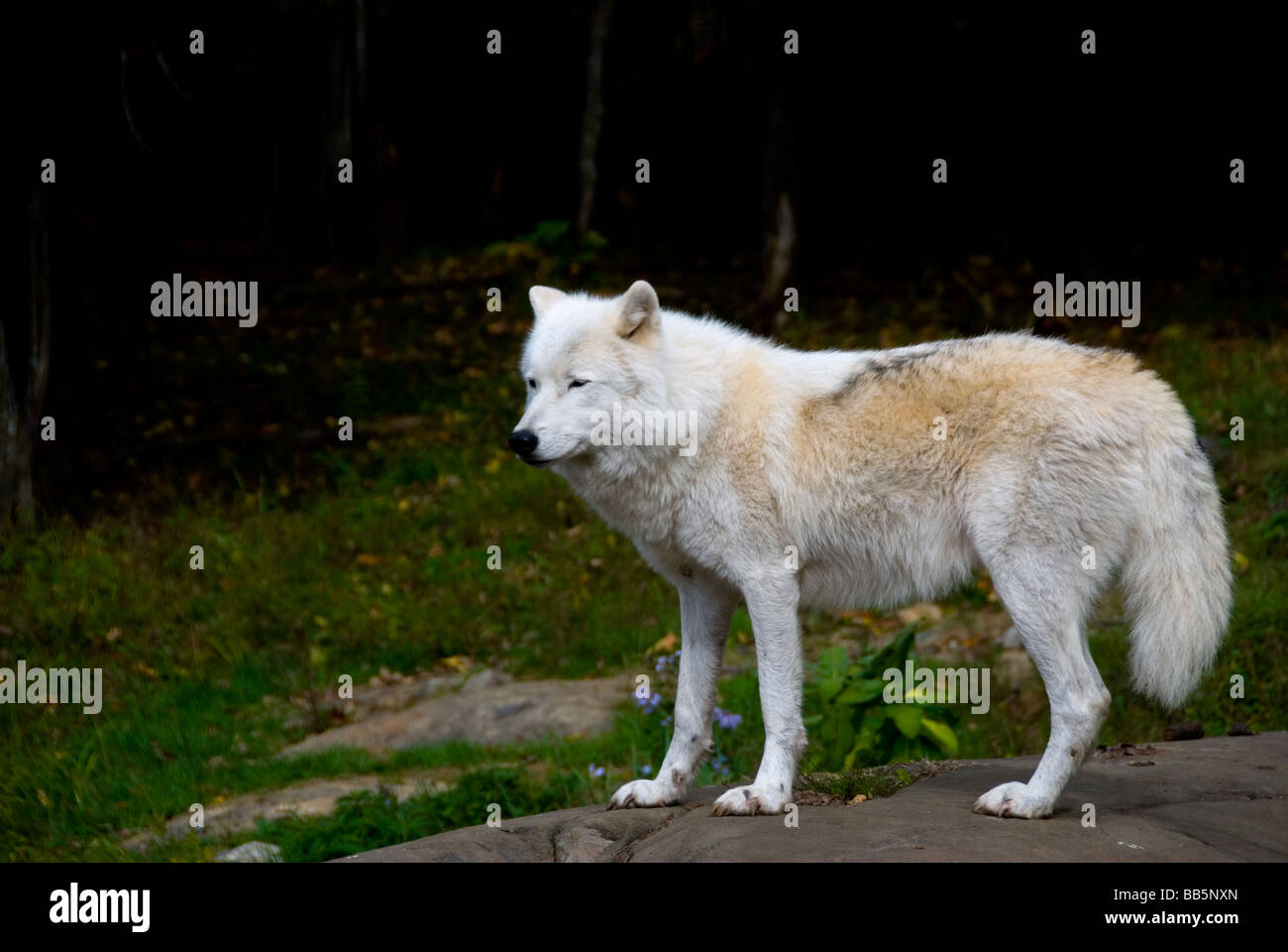 Grey wolf mountain hi-res stock photography and images - Alamy