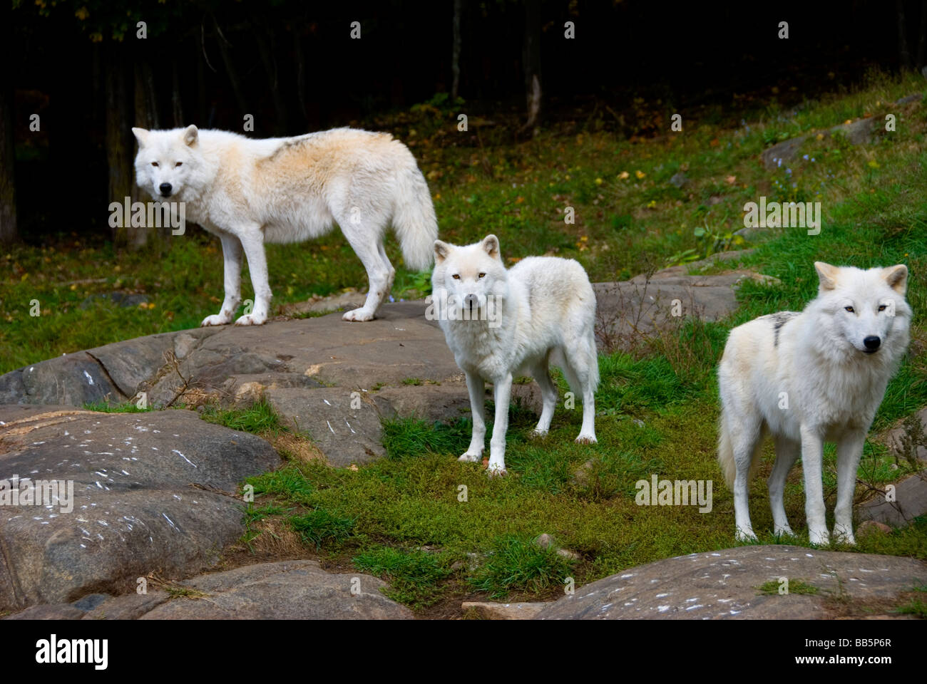 Arctic wolves hi-res stock photography and images - Alamy